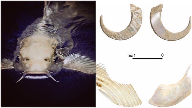 Ancient shell fishing hooks dated to 23,000 years ago | Outdoor Revival