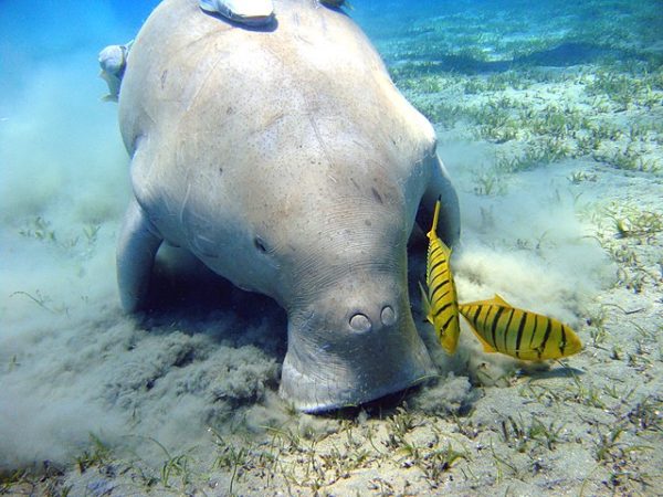 The Dugong Is the First Large Vertebrae to Become 'Functionally Extinct ...