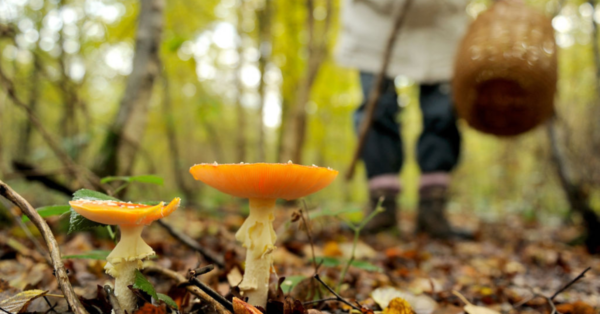 10 Common, Edible Mushrooms to Forage and Enjoy